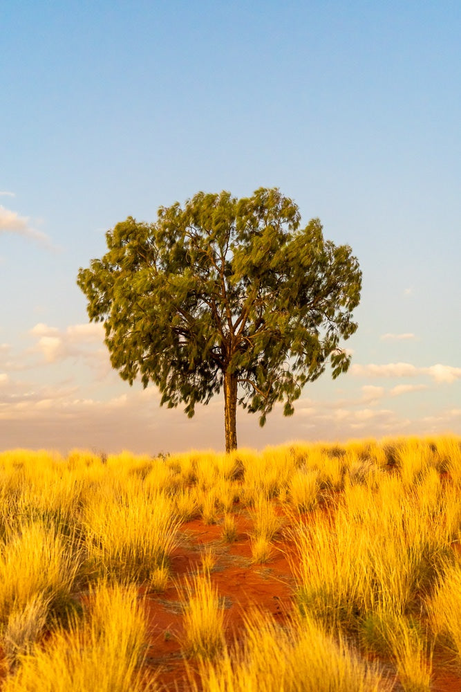 Desert oak – Riptide Prints