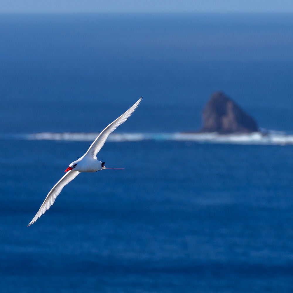 Red-tailed tropicbird – Riptide Prints