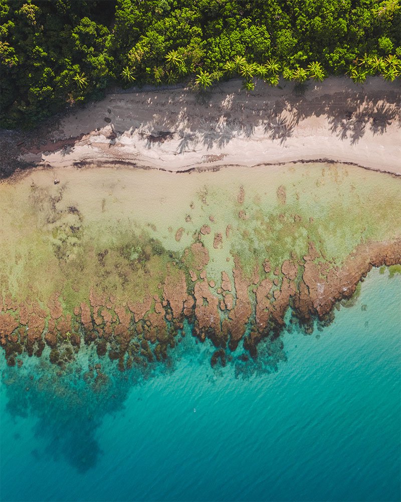 When Coral meets Tropical in the Daintree Forest – Riptide Prints