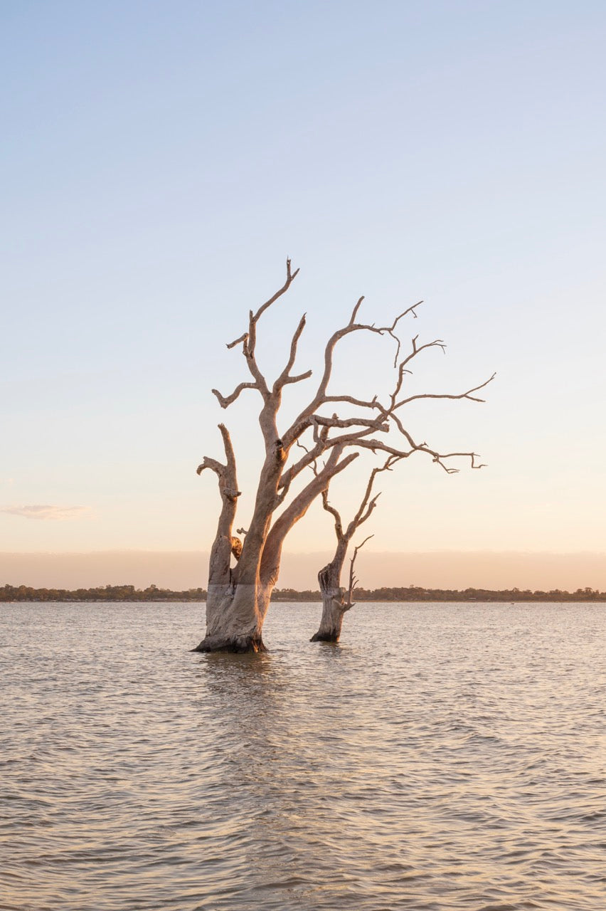 Lake Bonney Tree - Soft Colours – Riptide Prints
