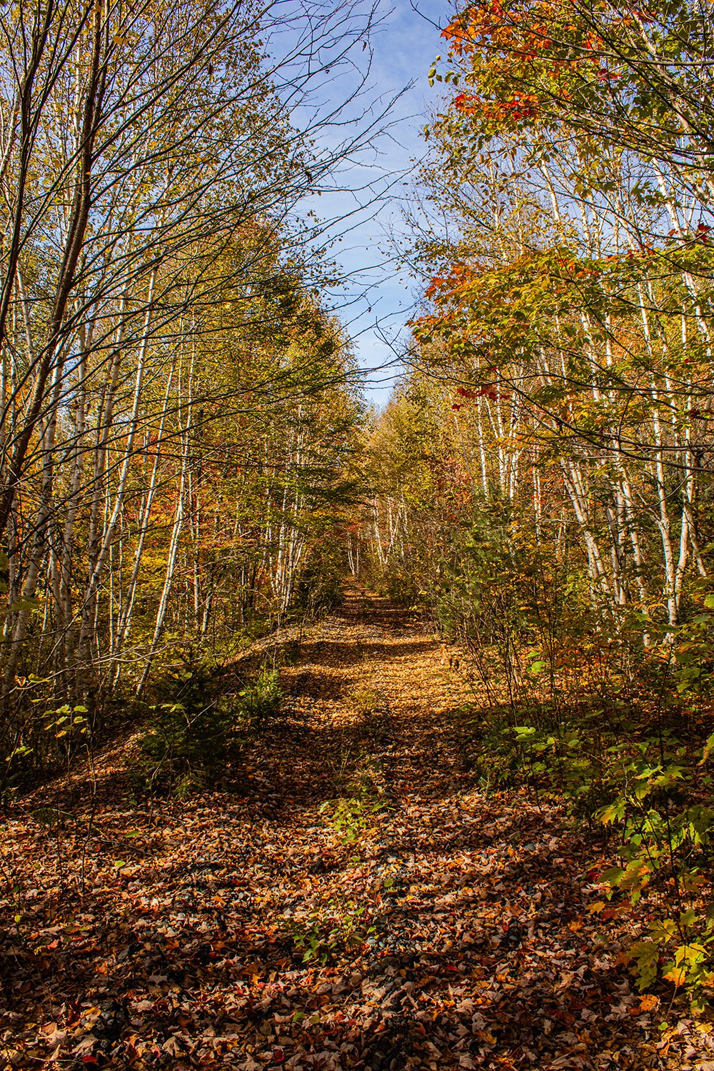 Birch Forest – Riptide Prints