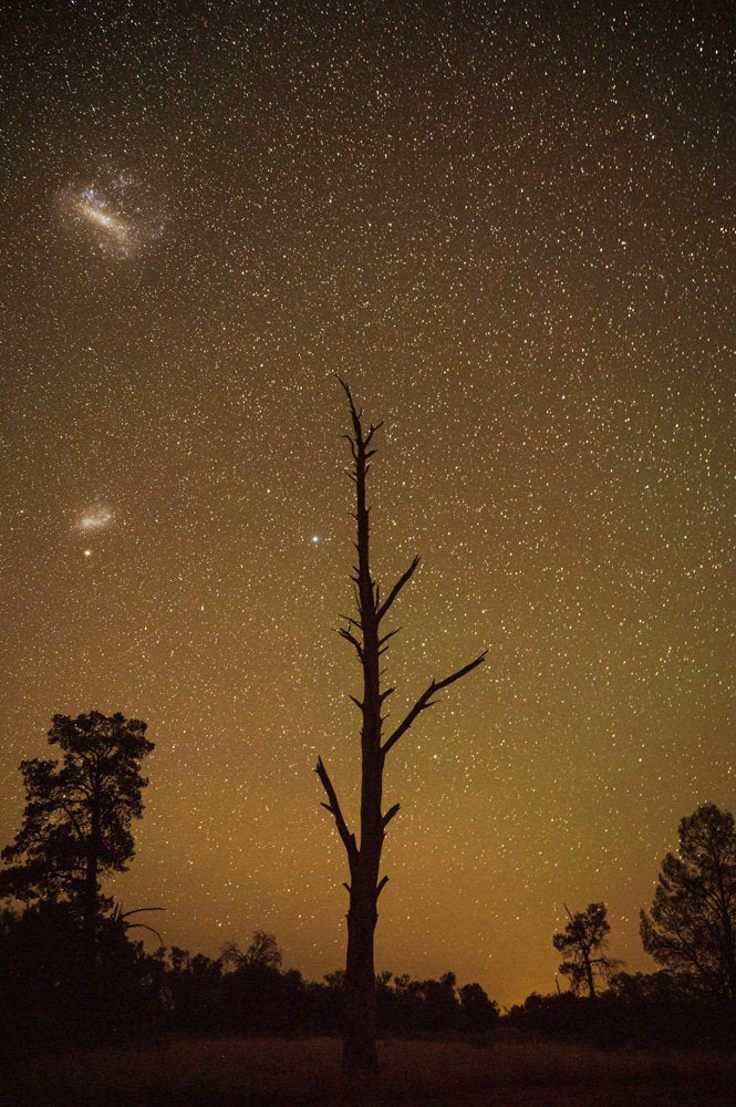Dead Tree in Mungo National Park – Riptide Prints