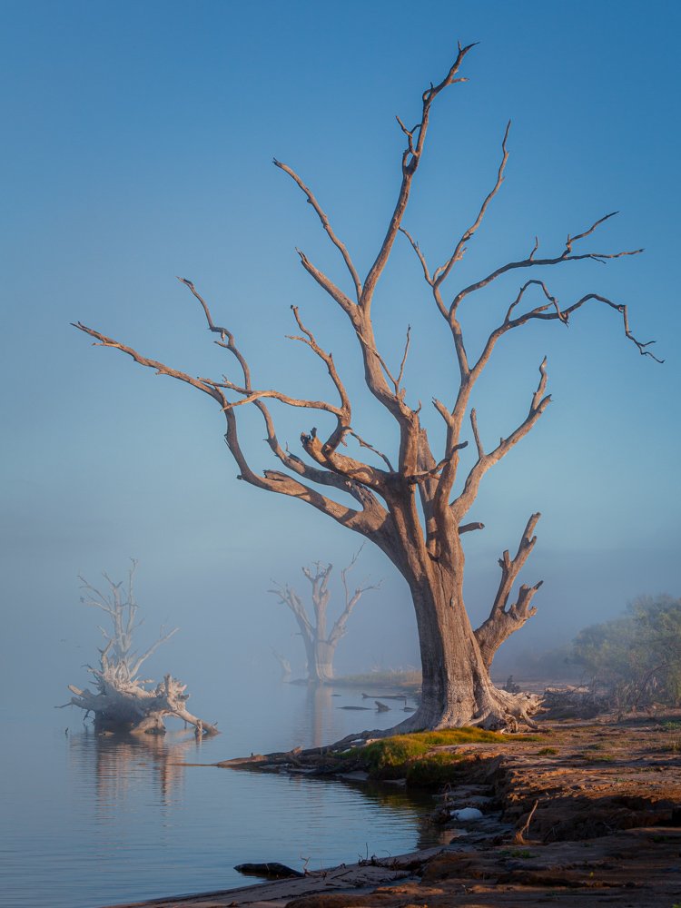 Lake Bonney Tree Portrait – Riptide Prints