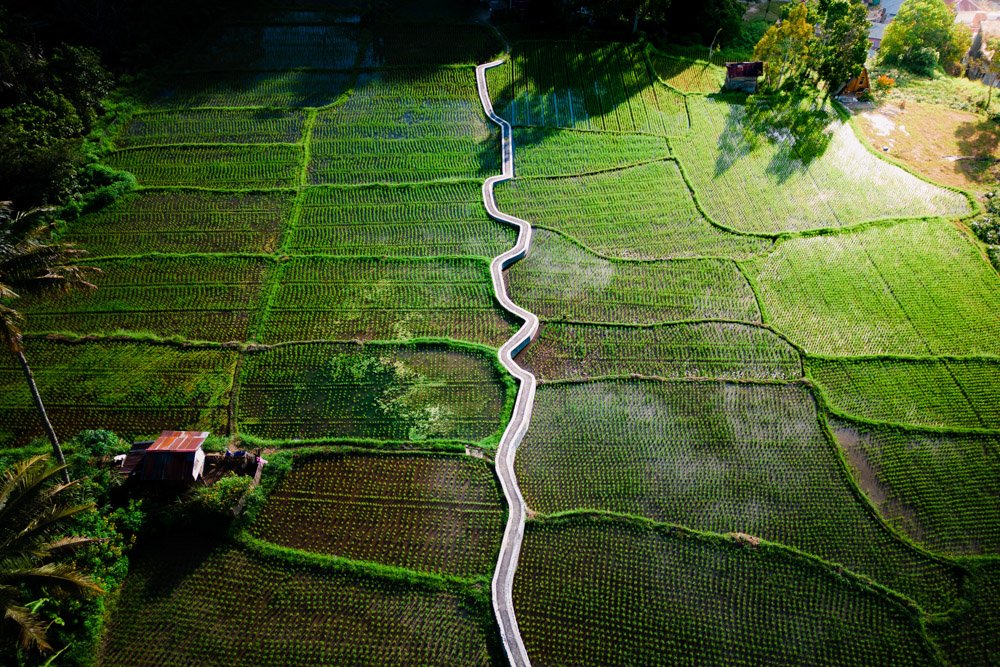Rice Paddy Field in Padang Indonesia – Riptide Prints