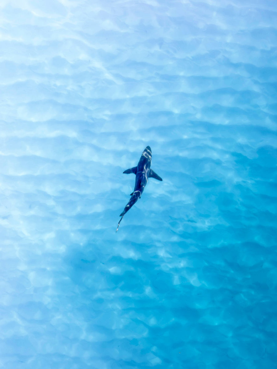 Shark, Rockingham 2 – Riptide Prints