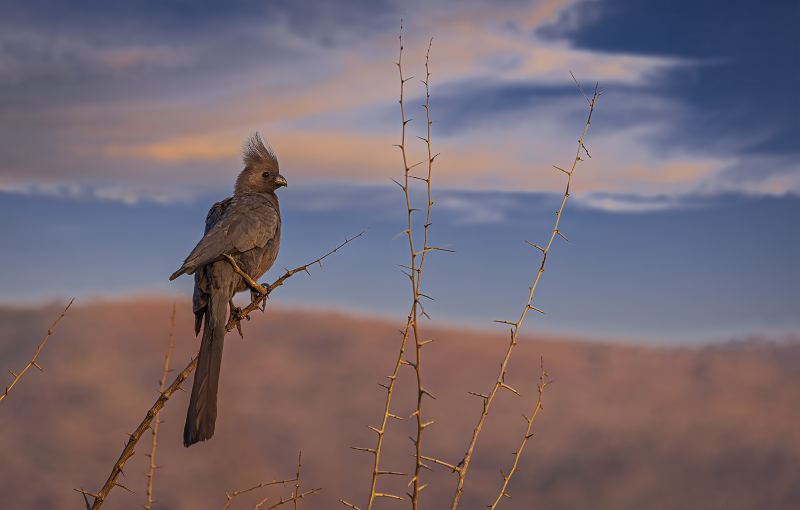 African Grey Go-away-bird – Riptide Prints