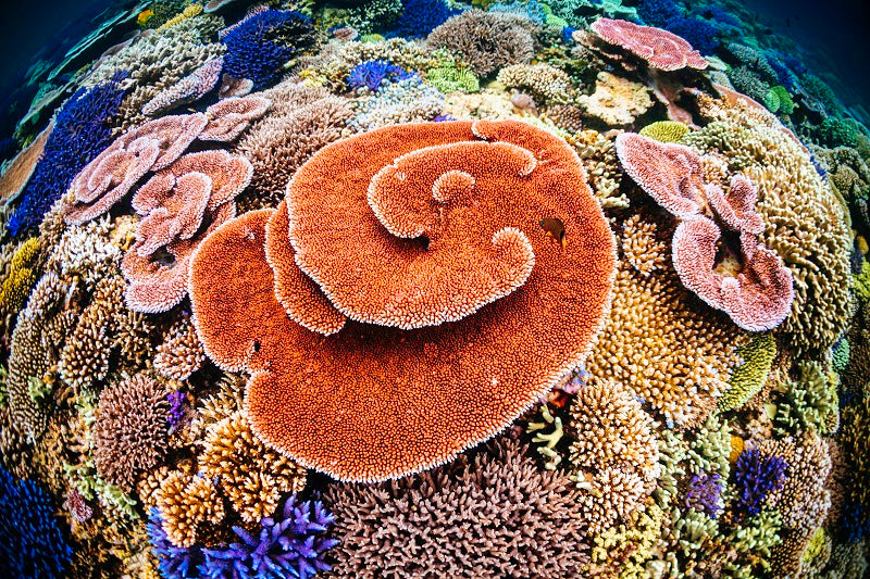 Coralscape – Riptide Prints