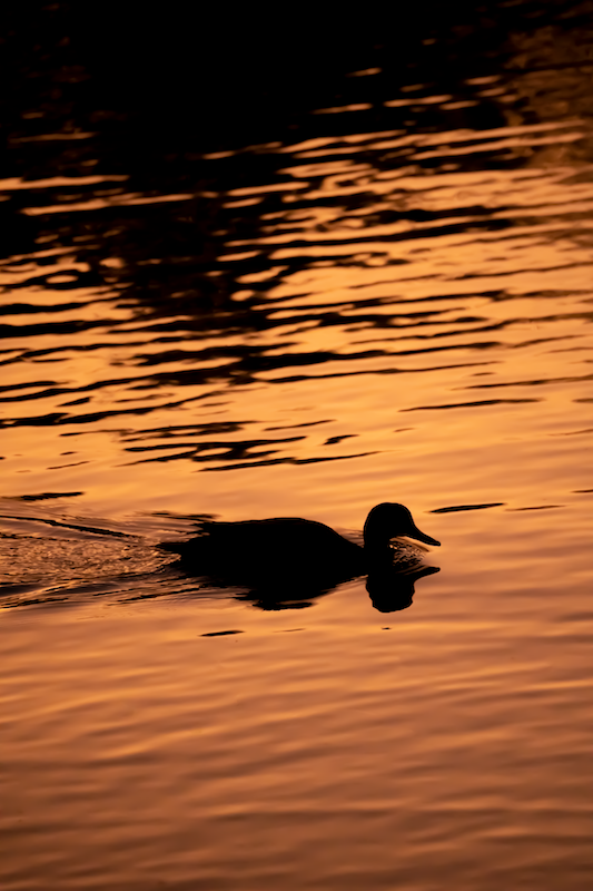 Duck, duck... – Riptide Prints