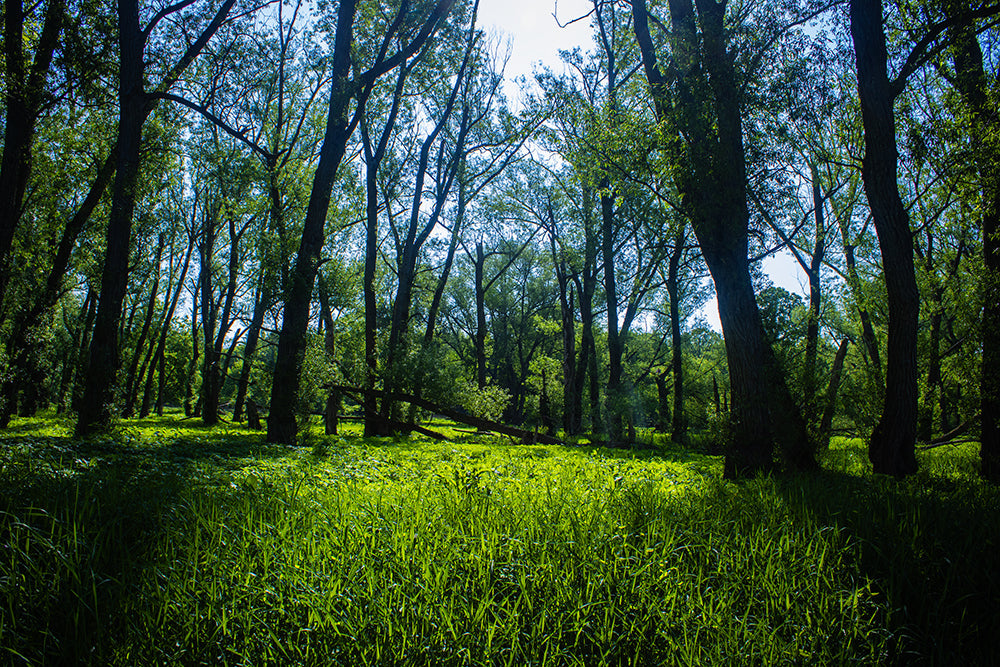 Fansahwe Forest – Riptide Prints