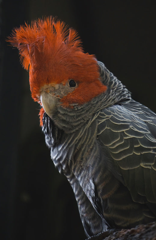 Gang Gang Cockatoo (Red) – Riptide Prints