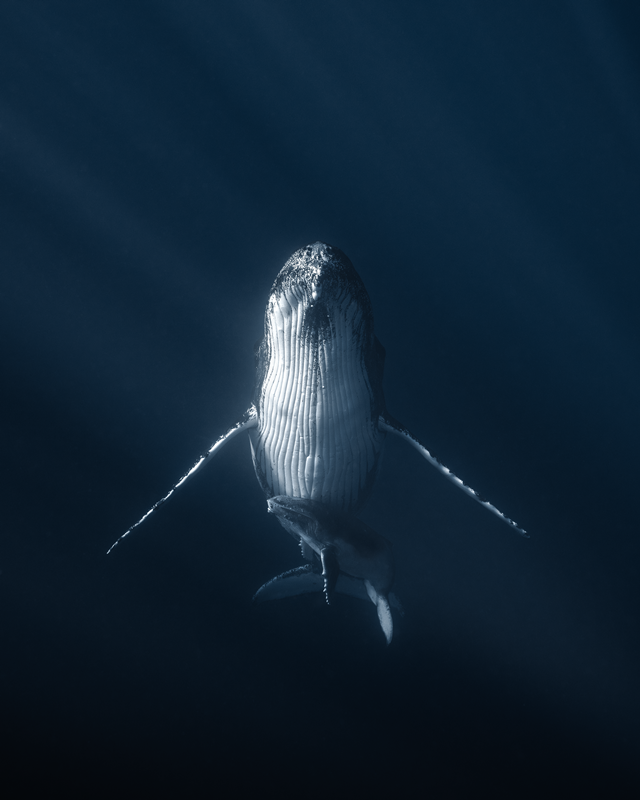 Ghosts of the Deep – Riptide Prints