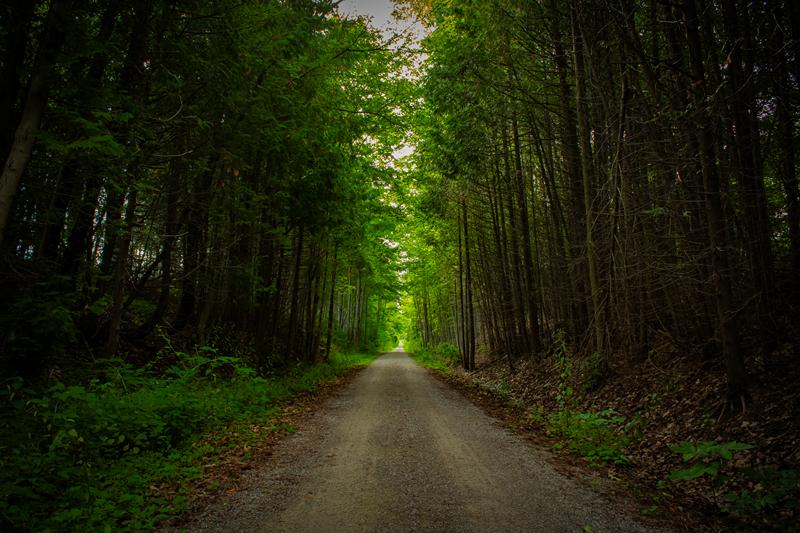 Goderich forest – Riptide Prints