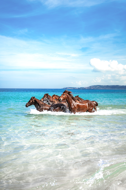 Horses in the Water 1 – Riptide Prints