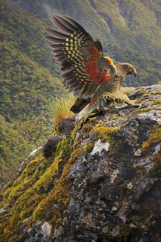 Kea, Arthurs Pass – Riptide Prints