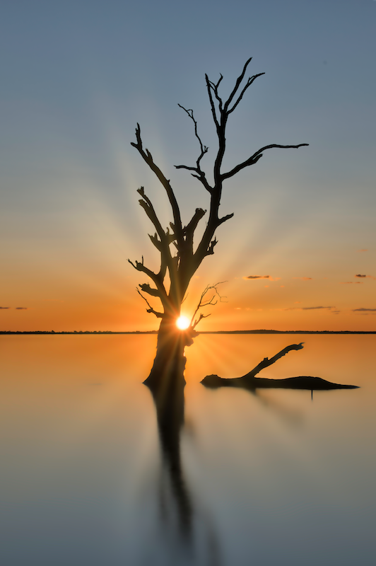 Lake Bonney Shadow Tree – Riptide Prints