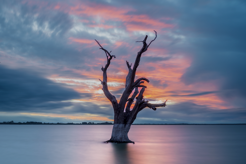 Lake Bonney Tree Sunset - Barmera South Australia – Riptide Prints
