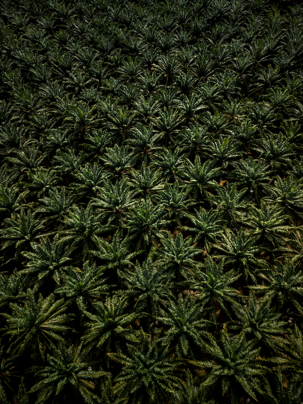 Palm Tree Fields 2 – Riptide Prints