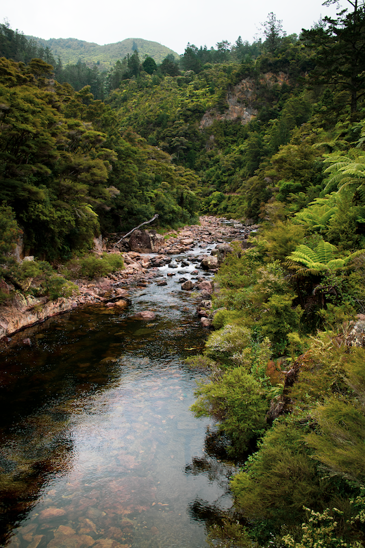 River Forest – Riptide Prints