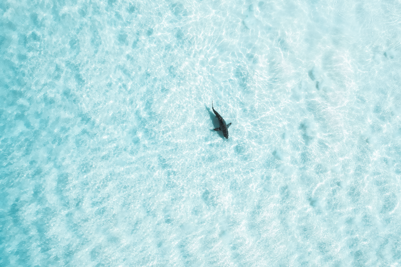 Shark – Riptide Prints