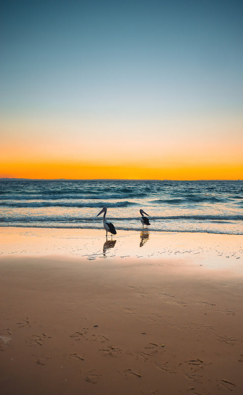 Tangalooma Pelican Sunset – Riptide Prints