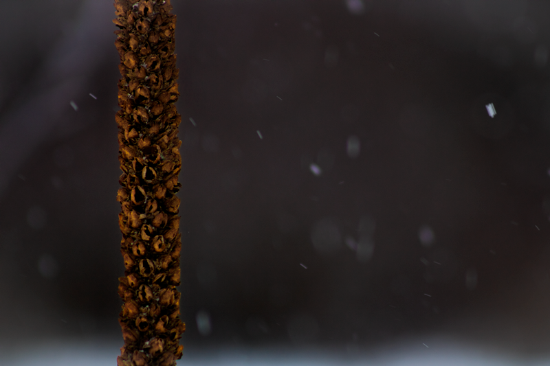 Wild Plant – Riptide Prints