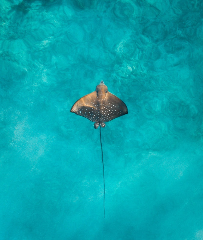 Palm Views | Riptide Prints