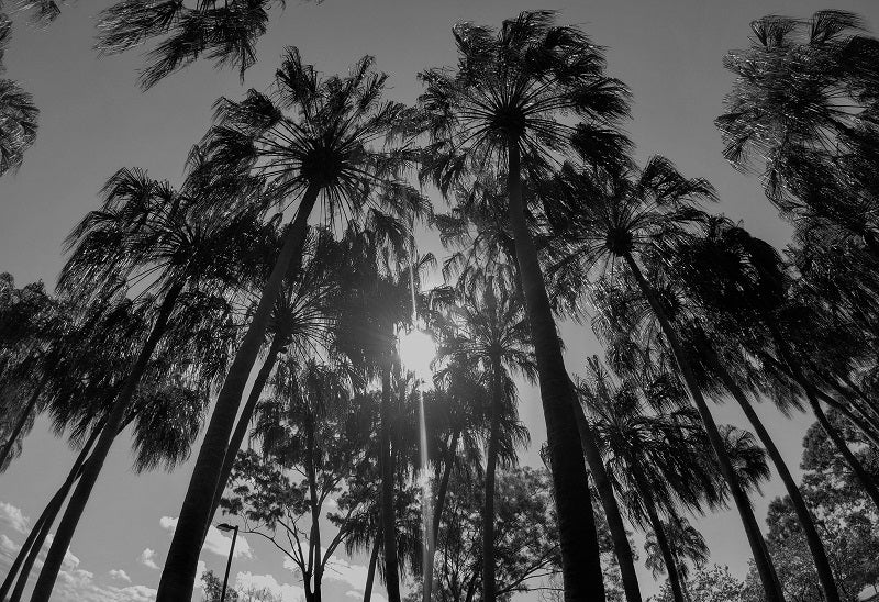 Agnes Palms – Riptide Prints