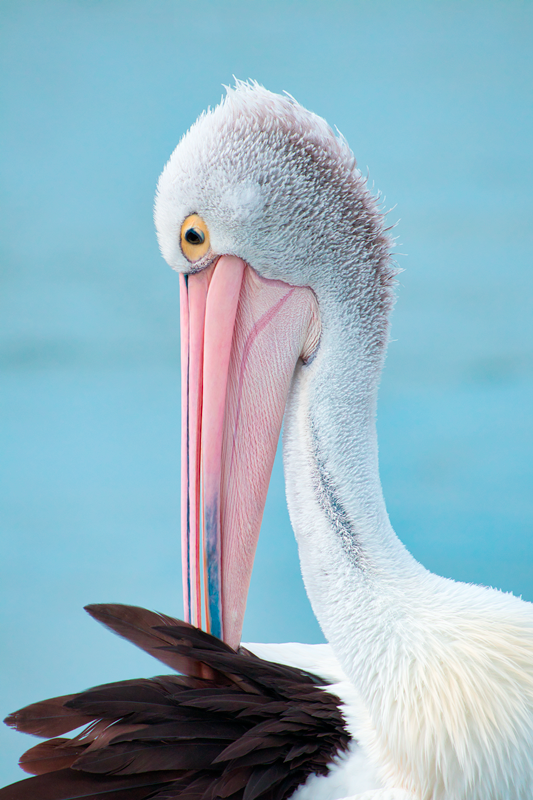 Australian Pelican – Riptide Prints