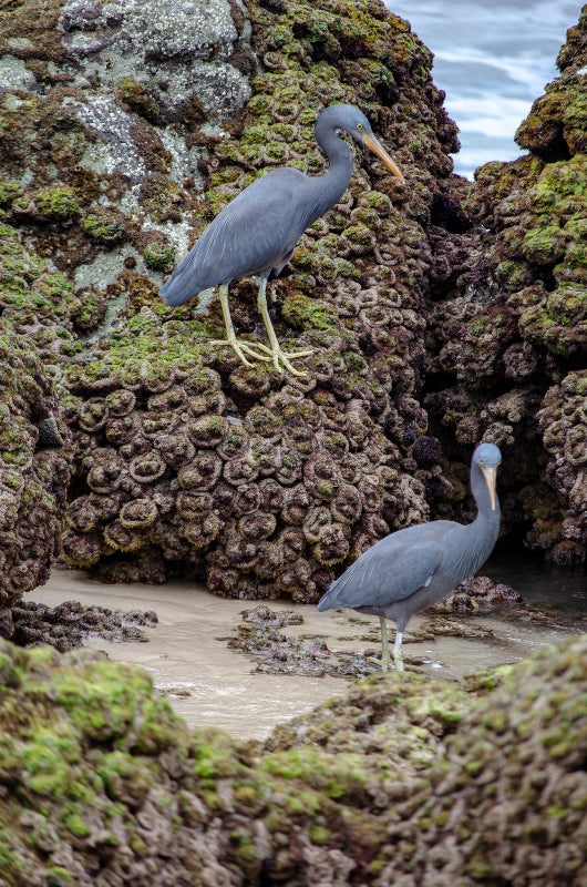 Birds of a Feather – Riptide Prints