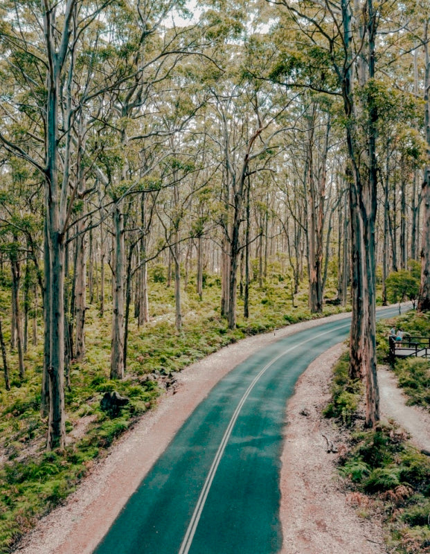 Boranup Forest – Riptide Prints