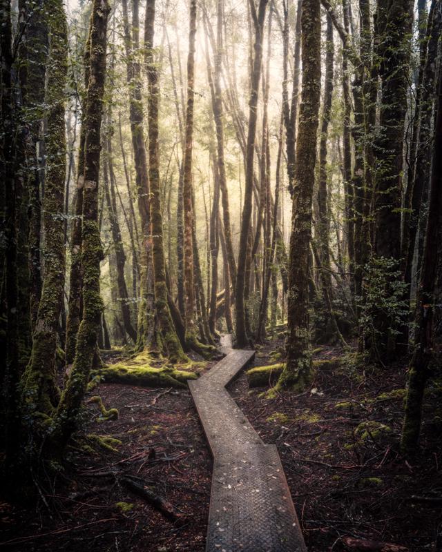 Cradle Coast - Enchanted Forest – Riptide Prints