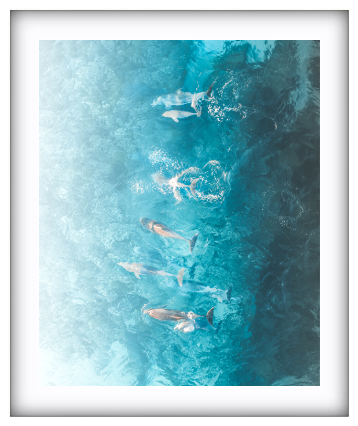 Dolphins – Riptide Prints