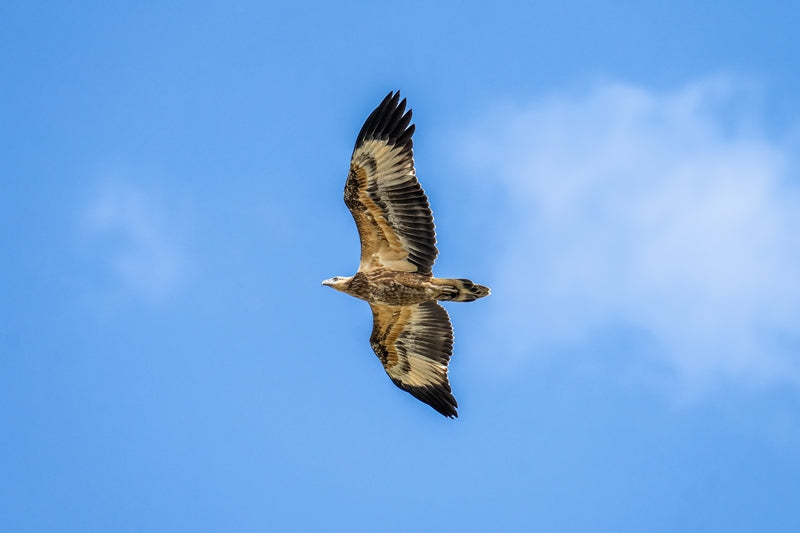 Eagle – Riptide Prints