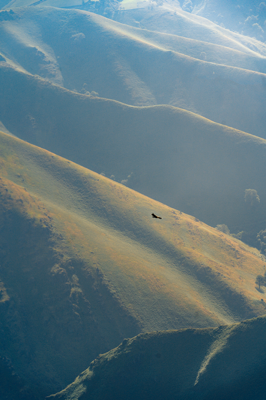 Eagle – Riptide Prints