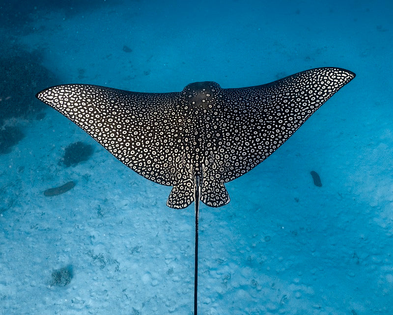 Eagle Ray Pattern – Riptide Prints