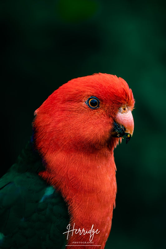 Flaming Parrot – Riptide Prints