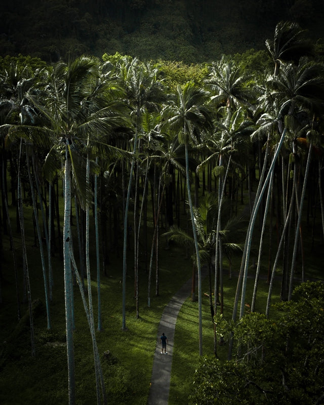 GIANT PALMS – Riptide Prints