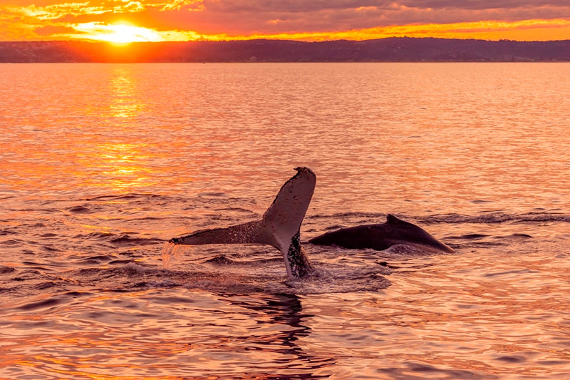 Humpback Sunset – Riptide Prints
