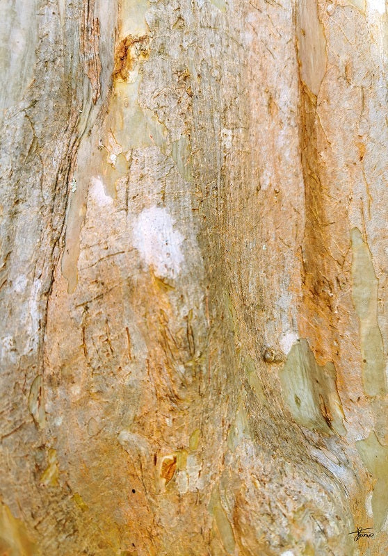 Charleston Tree Trunk – Riptide Prints