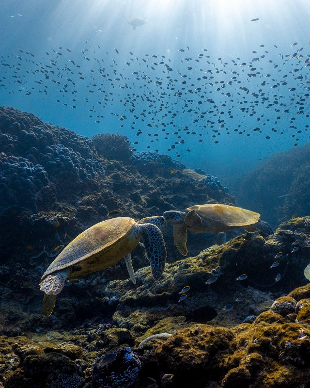 Kissing Turtles – Riptide Prints