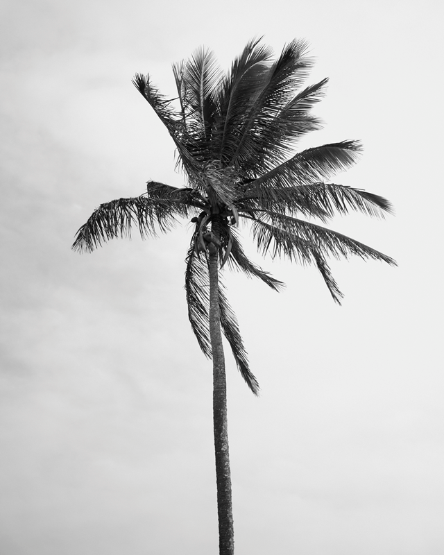 Lone Palm – Riptide Prints