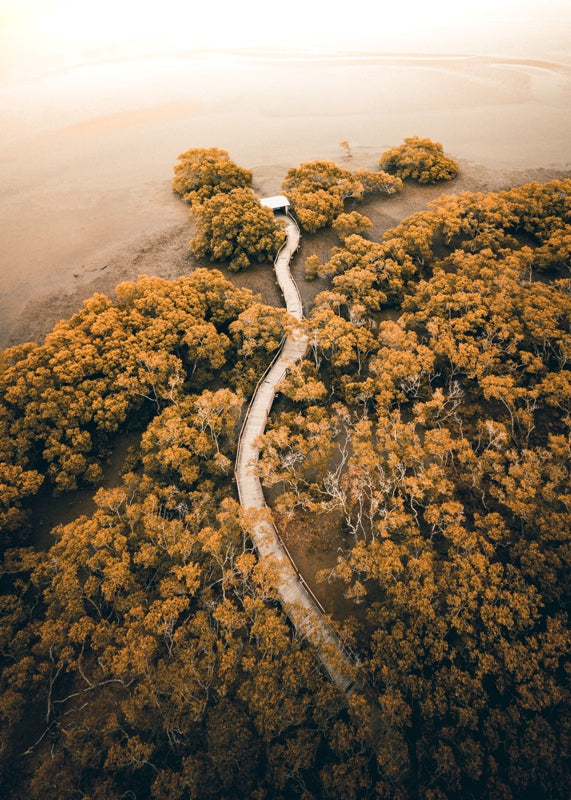 Mangrove Bird Hide Walk – Riptide Prints