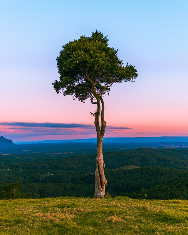 One Tree – Riptide Prints