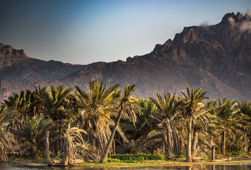 PALM MOUNTAINS – Riptide Prints
