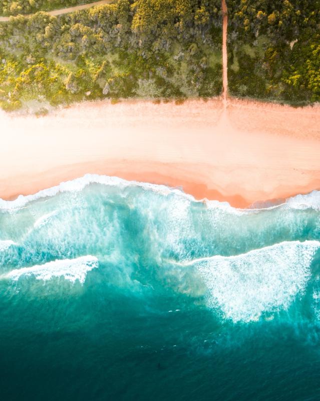 Palmy | Riptide Prints