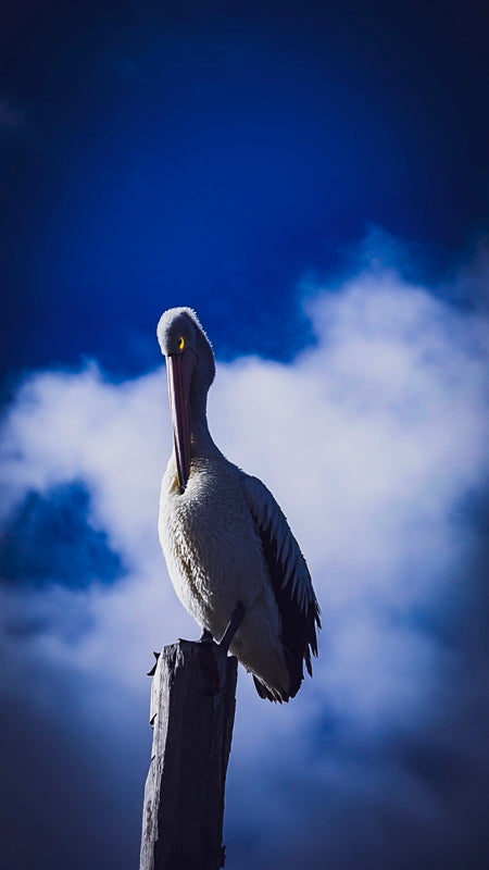 Pelican – Riptide Prints