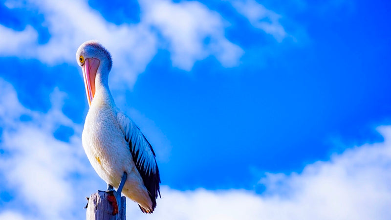 Pelican 3 – Riptide Prints