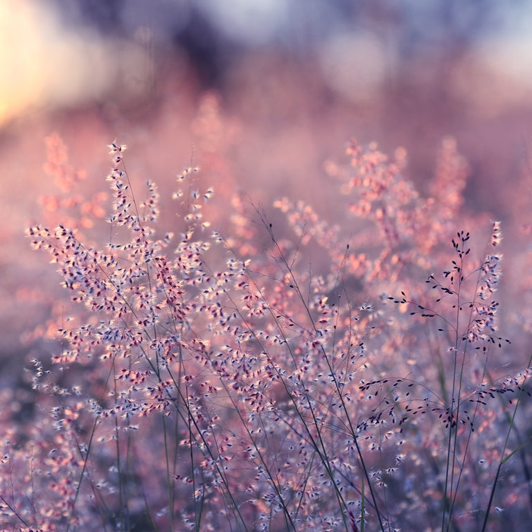 Pretty in Pink – Riptide Prints