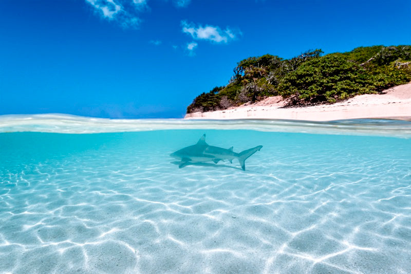 Shark Bay – Riptide Prints