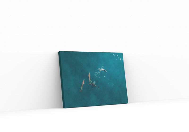 Stradie Dolphins – Riptide Prints